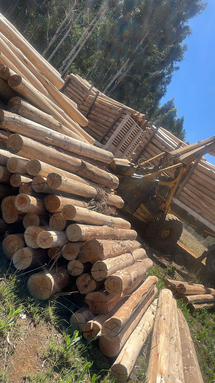 Junior Timber | Premium Mining & Construction Timber & Heavy Duty Twine ...
