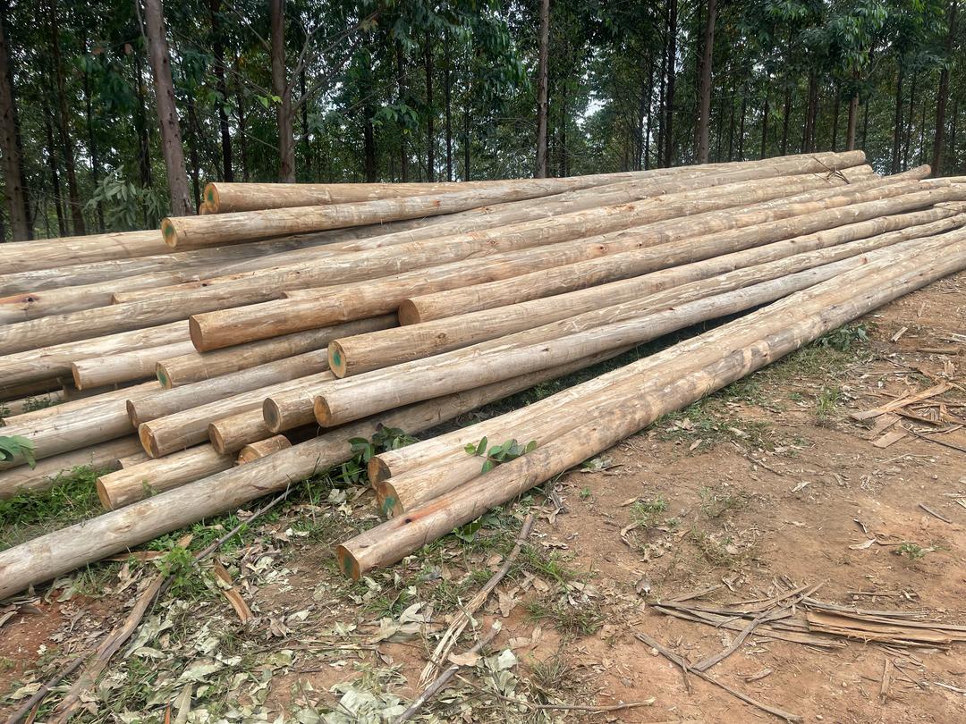 Junior Timber | Premium Mining & Construction Timber & Heavy Duty Twine ...